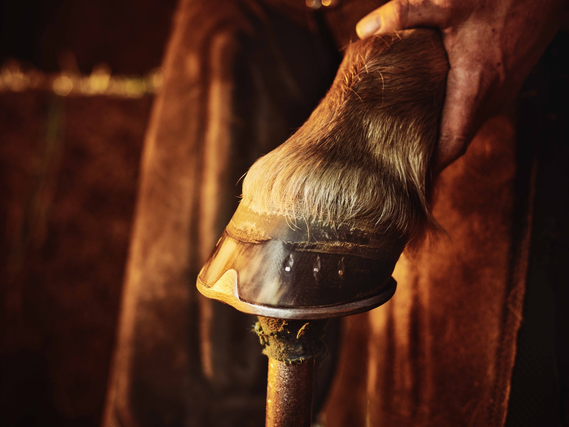 Shop Farrier Supplies, Horse Supplements, and Animal Feed in Canada